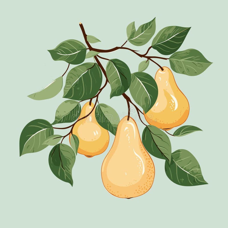Branch of Pear Tree. Flat Vector Illustration Stock Vector ...