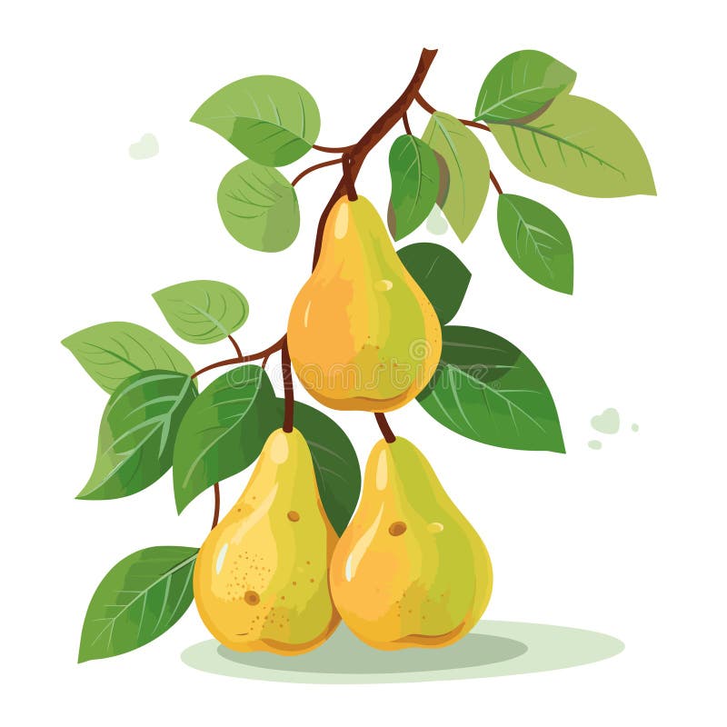 Branch of Pear Tree. Flat Vector Illustration Stock Vector ...