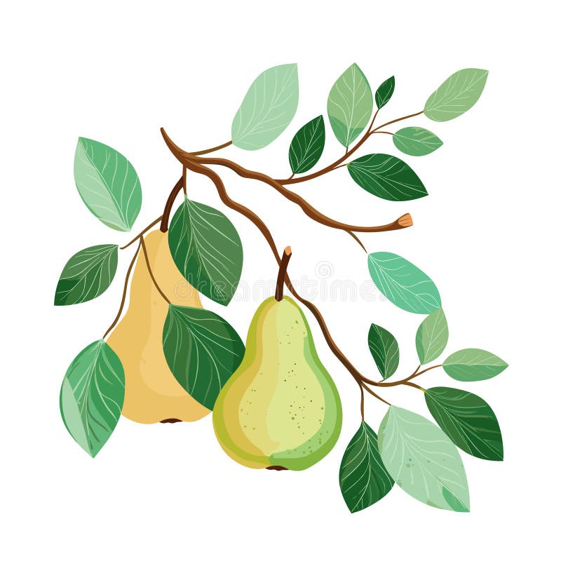 Branch of Pear Tree. Flat Vector Illustration Stock Vector ...