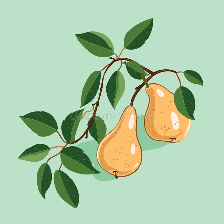 Branch of Pear Tree. Flat Vector Illustration Stock Vector ...