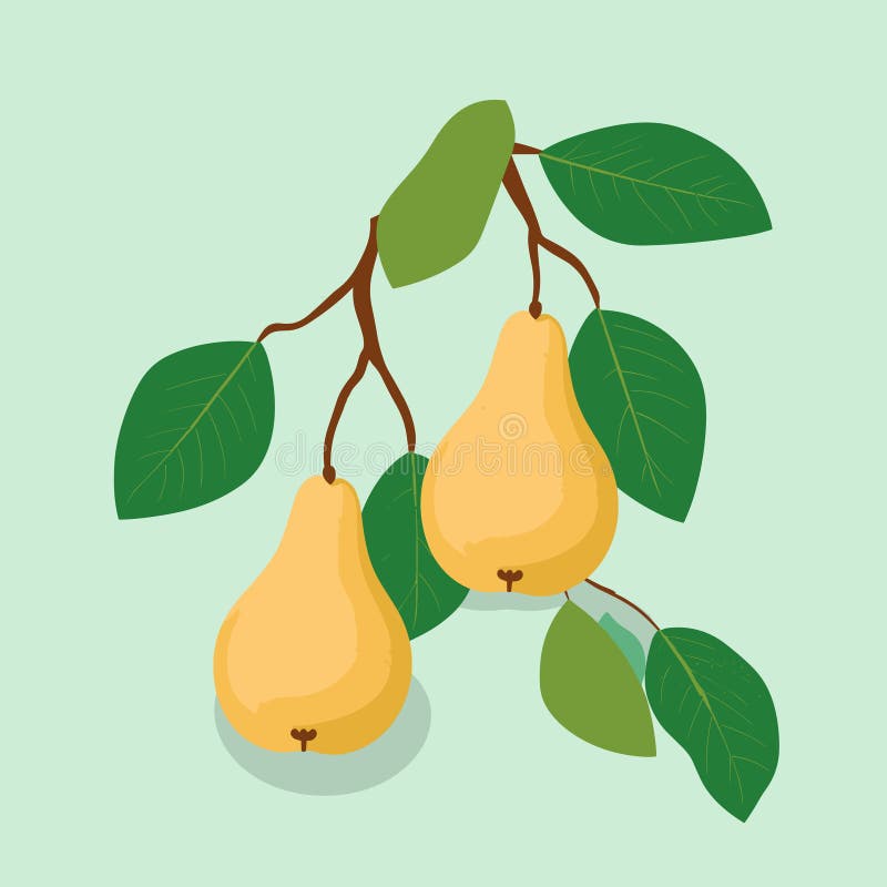 Branch of Pear Tree. Flat Vector Illustration Stock Vector ...