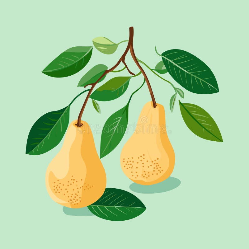 Branch of Pear Tree. Flat Vector Illustration Stock Vector ...