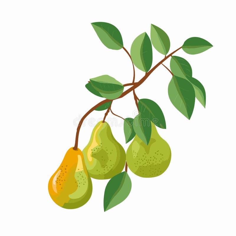 Branch Of Pear Tree Flat Vector Illustration Stock Vector Illustration Of Leaf Element