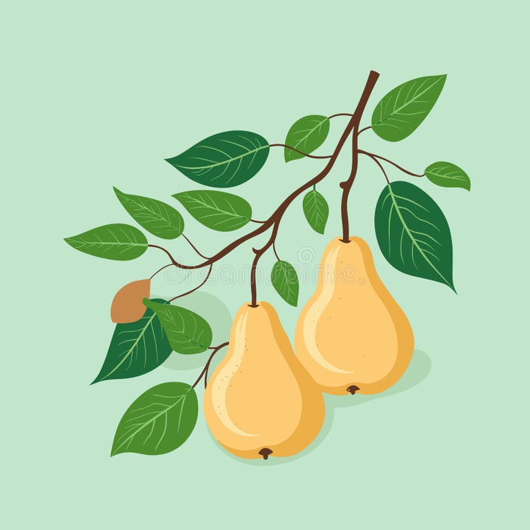 Branch of Pear Tree. Flat Vector Illustration Stock Vector ...