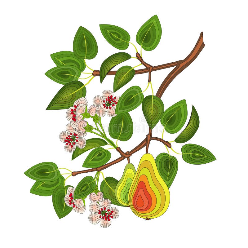 A Branch of Pear Tree with Leaves, Flowers and Pears. Element for ...