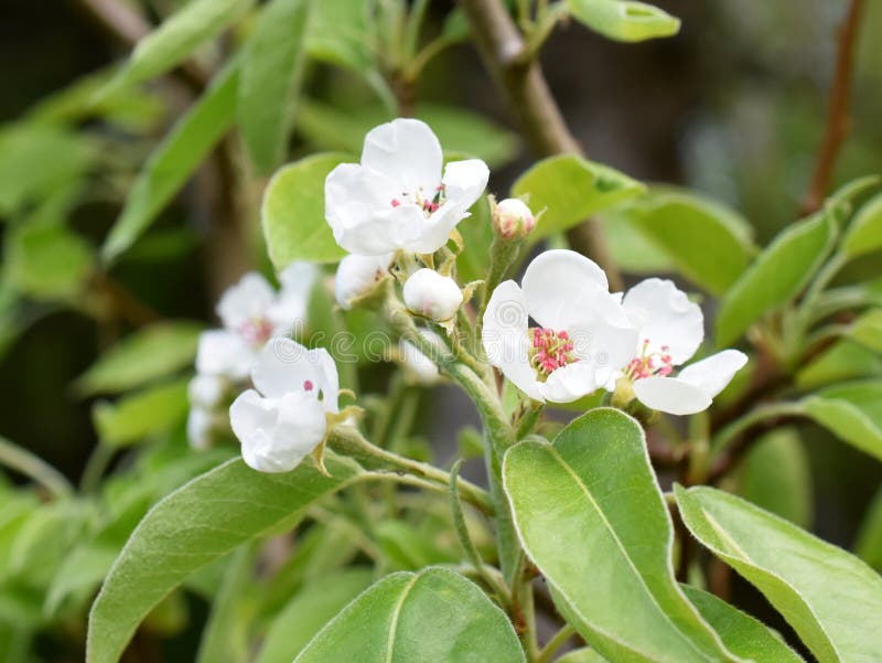 Flowerin Pear Tree Pyrus in Spring Stock Photo - Image of tree, white ...