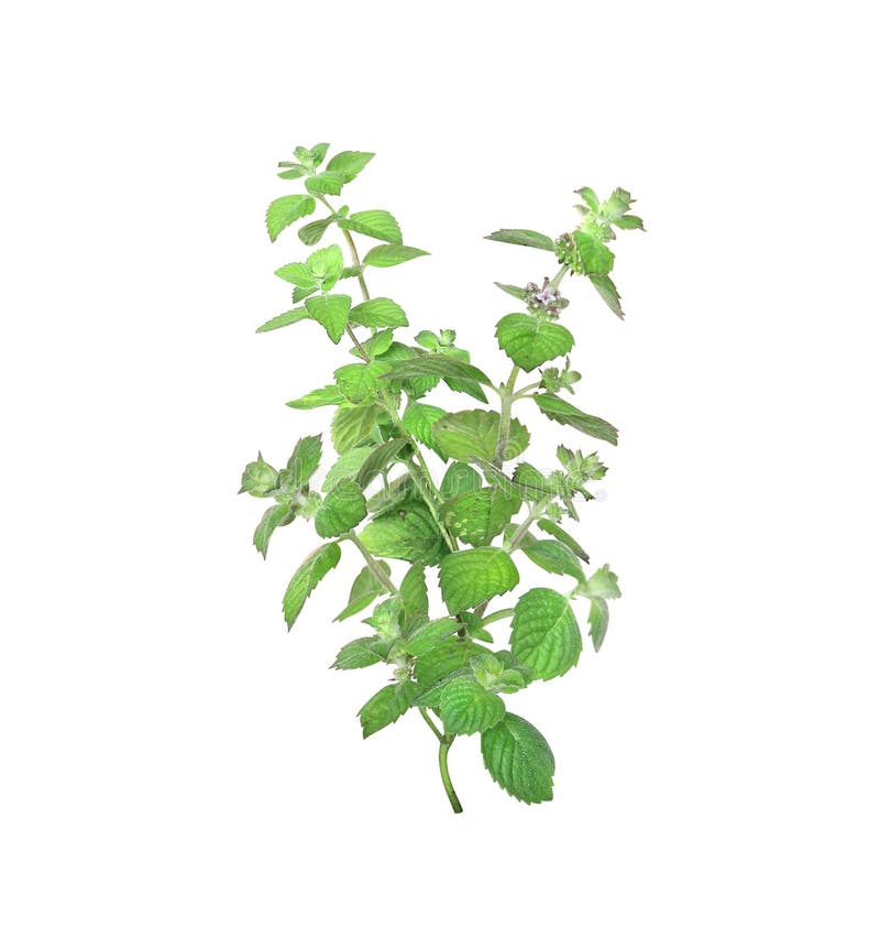 Branch of Peppermint with Green Leaves Stock Image - Image of fresh ...
