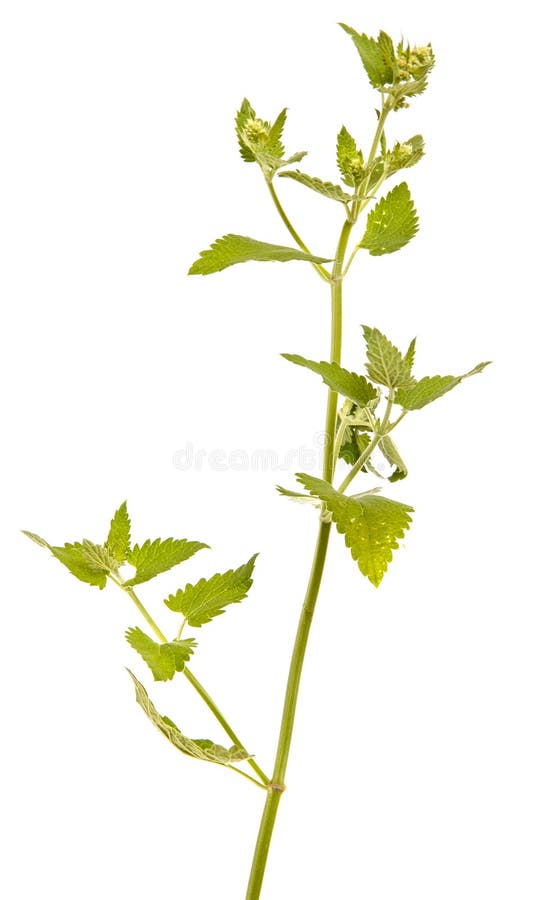 A Branch of Peppermint. Isolated on White Stock Photo - Image of young ...