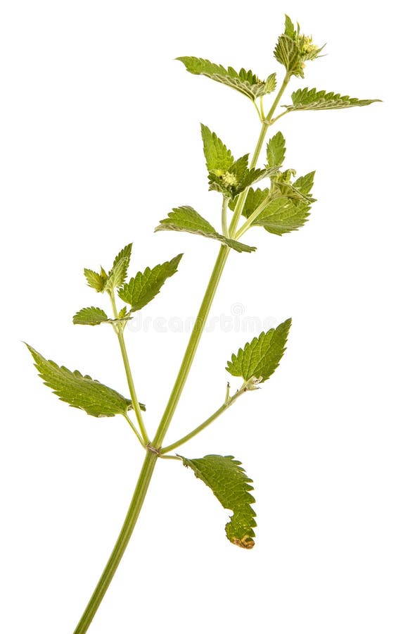 A Branch of Peppermint. Isolated on White Stock Image - Image of nature ...