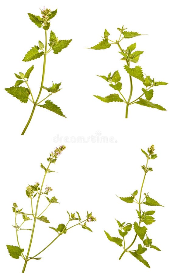 A Branch of Peppermint. Isolated on White. Set Stock Image - Image of ...