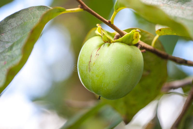 Branch of the Persimmon Tree with One Unripe Fruit Stock Image - Image ...