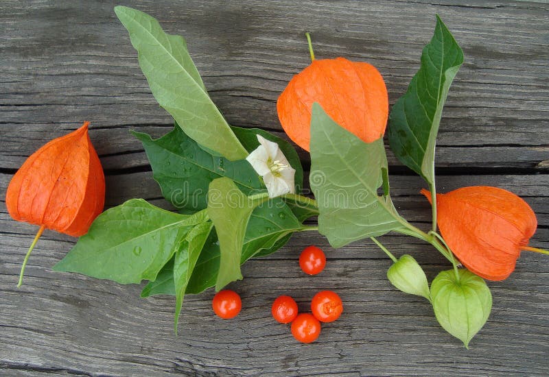 The Branch of Flowering Physalis with Red and Green Shells-covers Stock ...