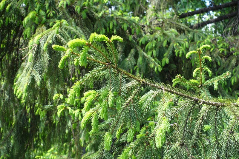 Branch of Picea Abies with New Growth Stock Image - Image of green ...