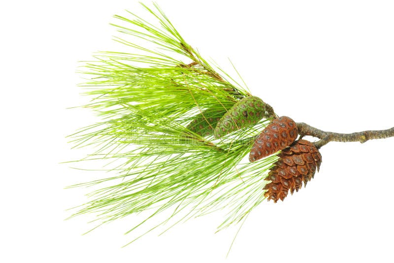 Pinus Cembra Coniferous Trees Stock Image - Image of botany, austrian ...