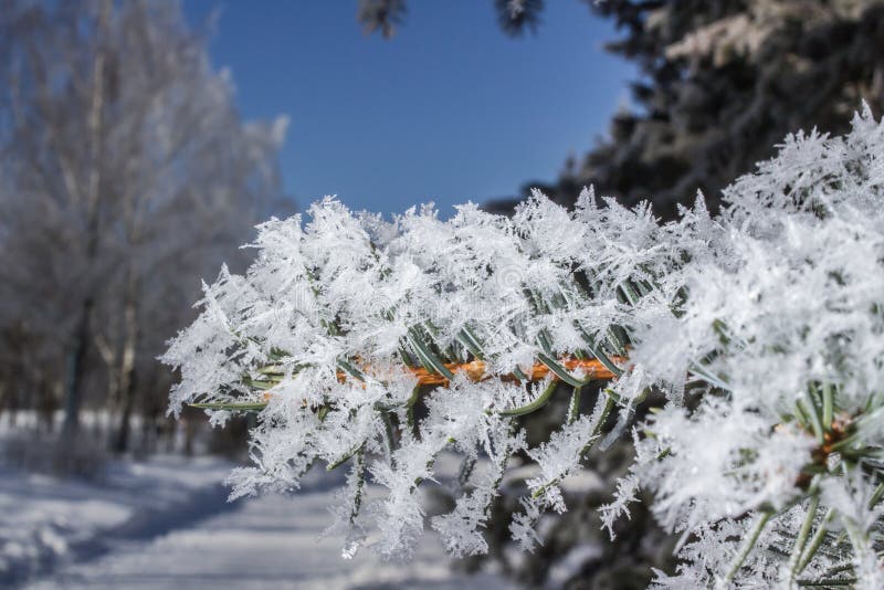 Coldly stock photo. Image of needles, tree, pine, branch - 29710586