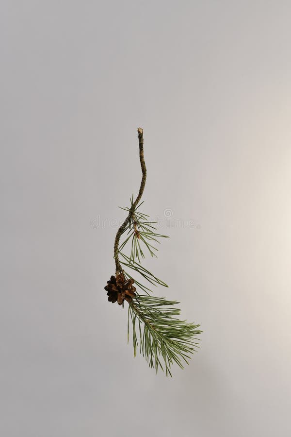 A Branch of Pine Curved with One Blooming, Open Cone, and with a Bare ...