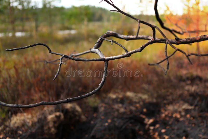 A Branch of a Pine Tree, Burnt after a Forest Fire. Stock Image - Image ...