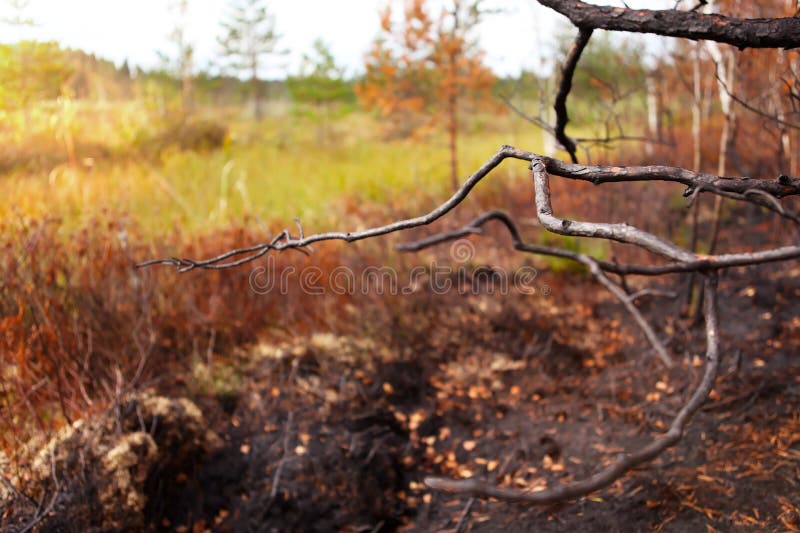 A Branch of a Pine Tree, Burnt after a Forest Fire. Stock Image - Image ...