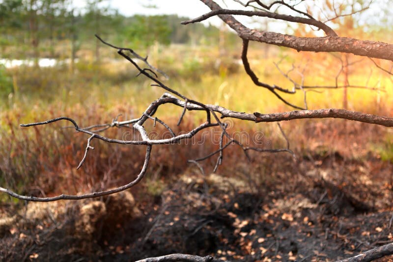 A Branch of a Pine Tree, Burnt after a Forest Fire. Stock Image - Image ...