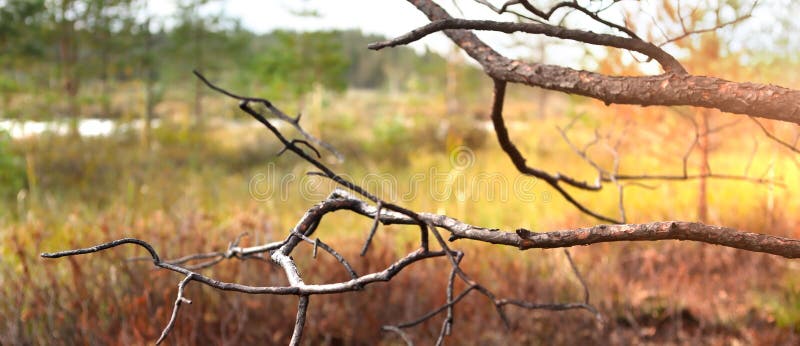 A Branch of a Pine Tree, Burnt after a Forest Fire. Stock Image - Image ...