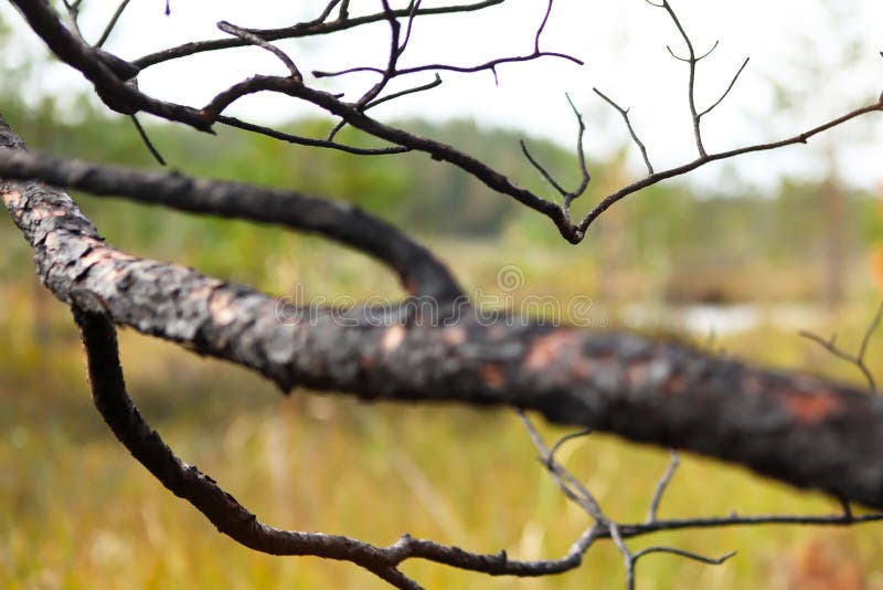 A Branch of a Pine Tree, Burnt after a Forest Fire. Stock Image - Image ...