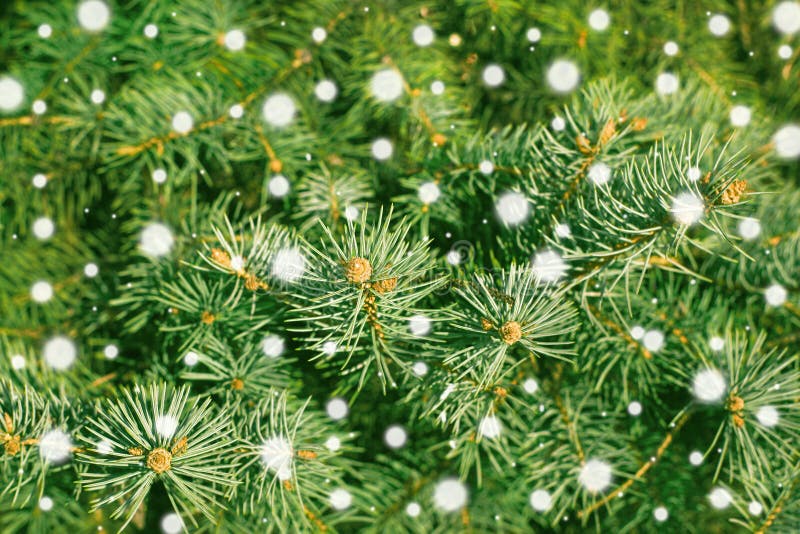 A Branch of Pine Tree Close Up Stock Image - Image of close, macro ...