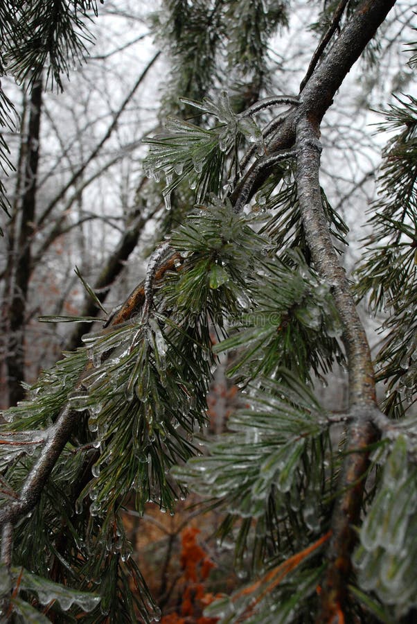 Pine Tree Needles Covered in Ice Stock Image - Image of branch, wood ...