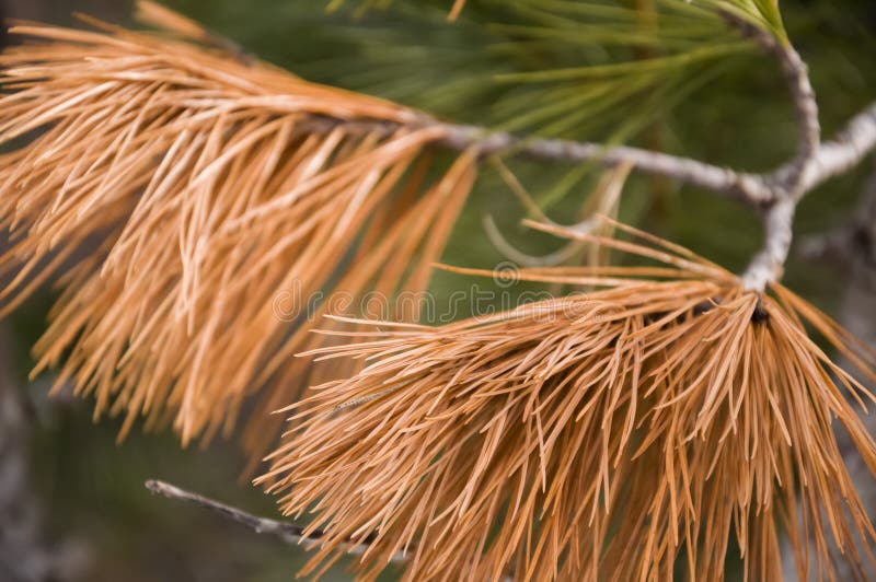 Branch Of Pine Tree With Fir Needles Brown Color Early Spring Stock Image Image Of Russia