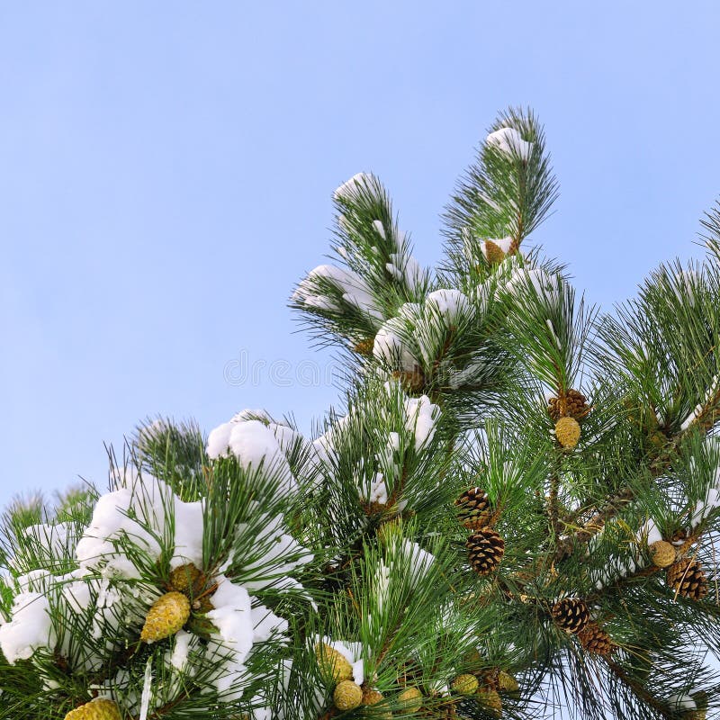 A Branch of a Pine Tree with Fluffy Snow Against Background of a Blue ...