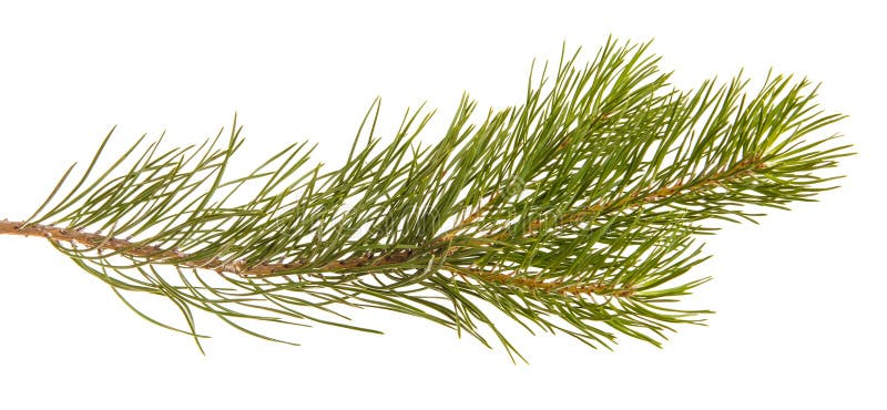 A Branch of a Pine Tree. Isolated on White Stock Photo - Image of ...