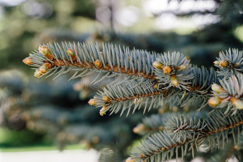 Branch of Pine Tree with Needles and Pine Cone. Blue Spruce. Stock ...