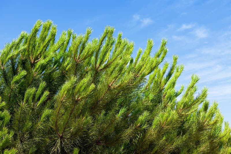 The Branch of Pine Tree Over Blue Sky Stock Photo - Image of blue ...