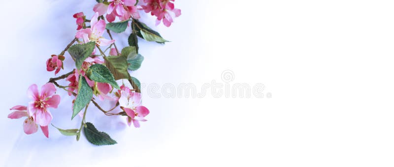 A Branch of Pink Cherry Trees on a White Background. Stock Photo ...