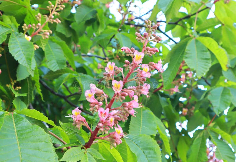 Pink chestnut stock photo. Image of blooming, bloom, spring - 99158894