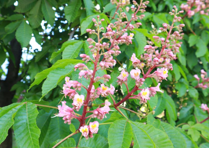 Pink chestnut stock image. Image of plant, green, garden - 99158851
