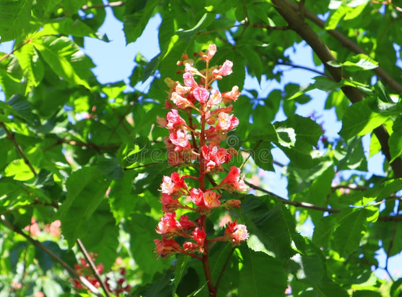 Pink chestnut stock photo. Image of blooming, bloom, spring - 99158894