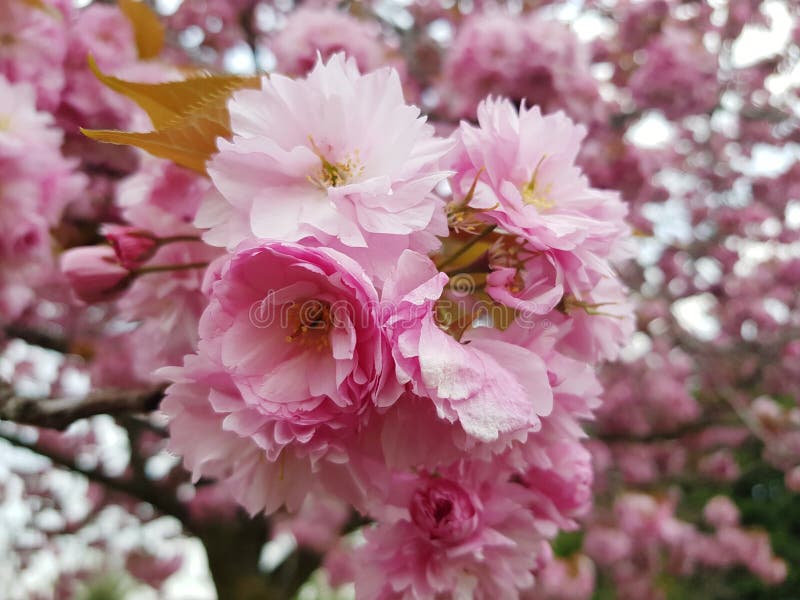 Branch of pink flowers stock image. Image of spring - 181277997