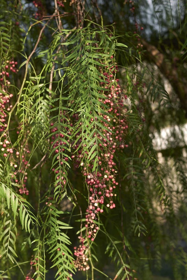 Schinus molle foliage stock photo. Image of peru, pirul - 143840950