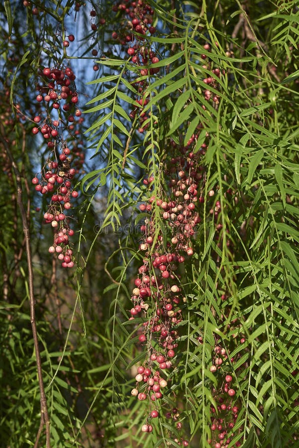 Branch with Pink Fruit of Schinus Molle Tree Stock Photo - Image of ...