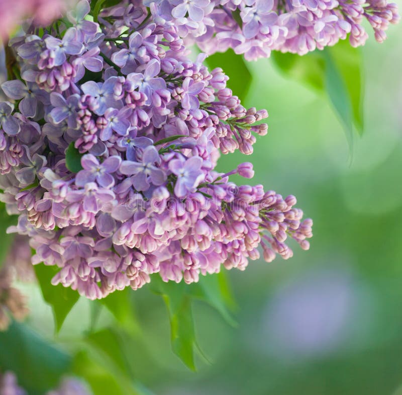 Branch of a pink lilac stock photo. Image of floral, petal - 34359092