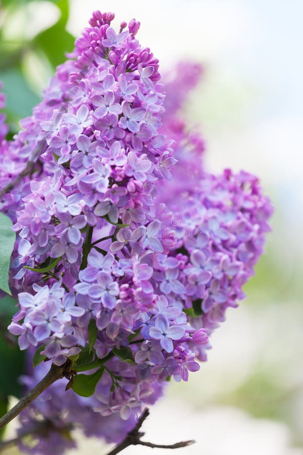 Branch of a pink lilac stock image. Image of closeup - 34359105