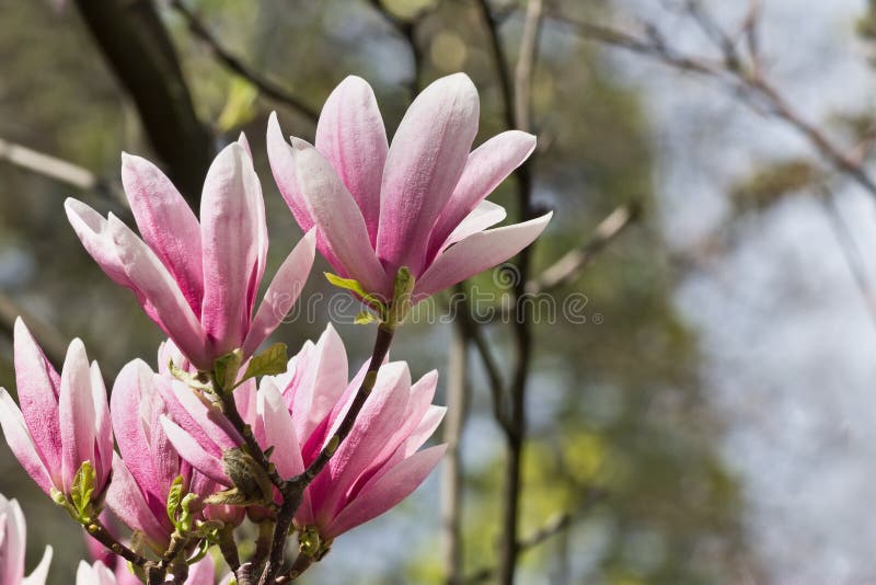 Pink magnolia stock image. Image of outdoor, plant, bloom - 50706391