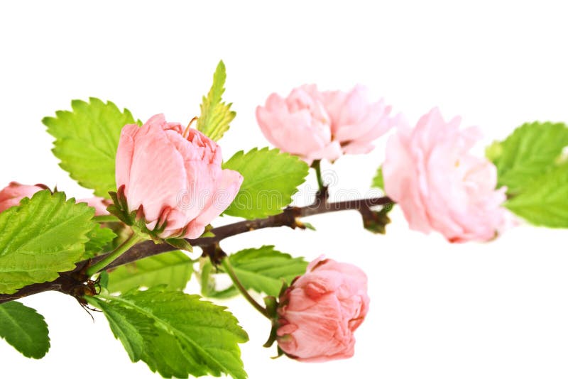 A Branch of Pink Rose Bush Isolated on White Background Stock Photo ...