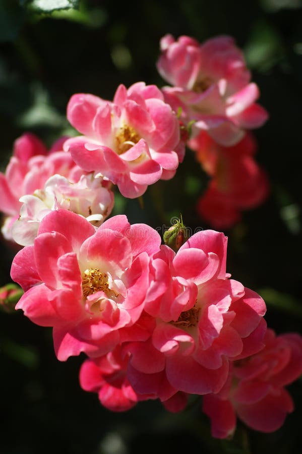 A branch of pink roses stock image. Image of austral - 62938451