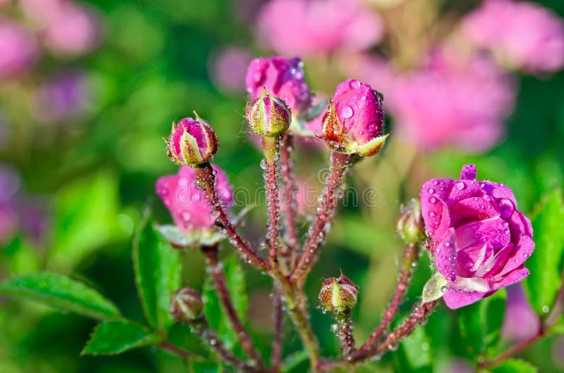 Branch of Pink Roses Covered with Dew Drops Stock Image - Image of ...