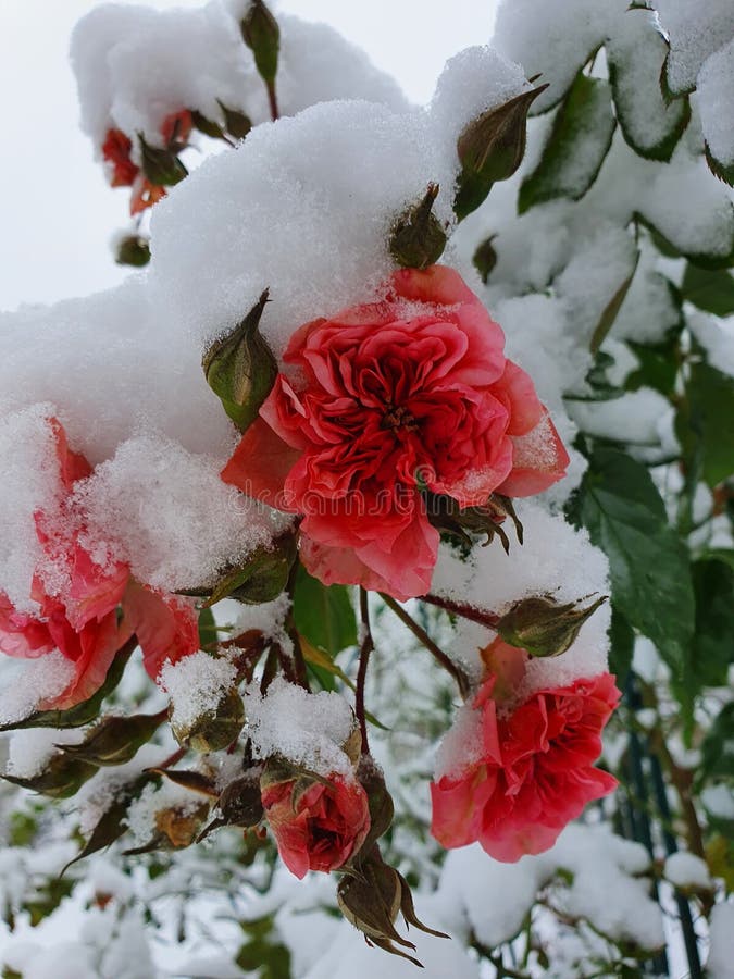 Roses covered with dew stock image. Image of natural - 34570457
