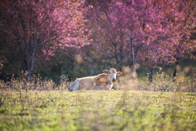 Branch with Pink Sakura Blossoms and Cow Stock Photo - Image of saga ...