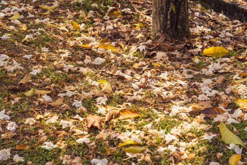 White Tecoma Flower Tree or Tabebuia Rosea or White Trumpet Tree on the ...