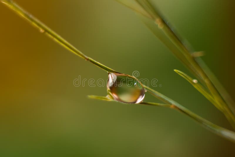 On a Branch of a Plant a Drop on a Green Background Stock Photo - Image ...