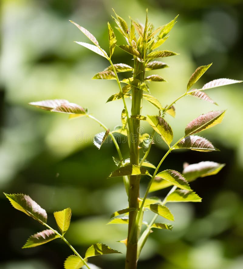 Branch of a Plant with Green Leaves in the Open Air Stock Photo - Image ...